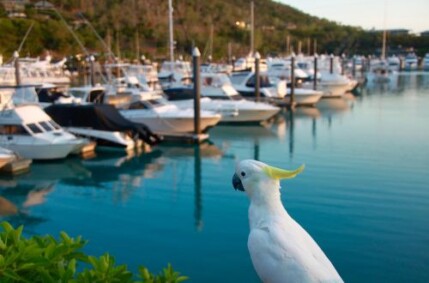 Ultimate travel guide to Hamilton Island, Australia | TravelManagers ...