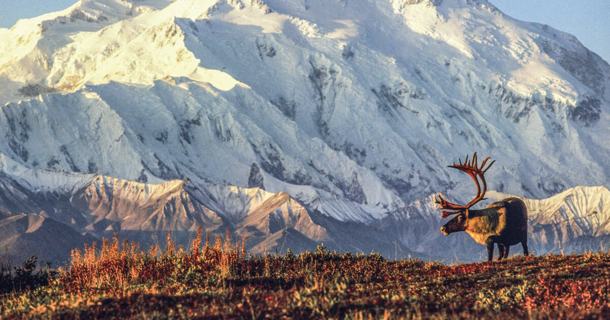 Denali and Alaskan Explorer Cruise Package | TravelManagers Australia